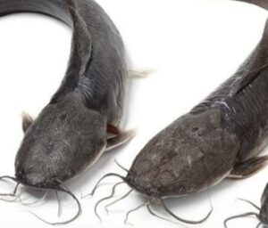 Arti Mimpi Ikan Lele Ikan Putih dan Angka Erek Erek 2D 3D 4D – eporter.id